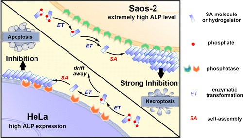 Enzyme-Instructed Self-Assembly of Smalld-Peptides as a Multiple-Step ...