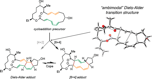 Dynamically Complex [6+4] and [4+2] Cycloadditions in the Biosynthesis ...