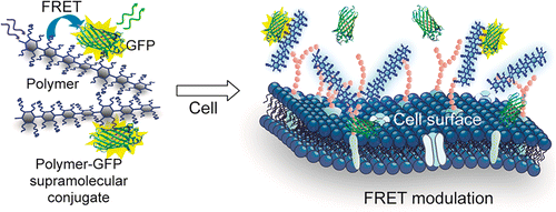 Ratiometric Array of Conjugated Polymers–Fluorescent Protein Provides a ...