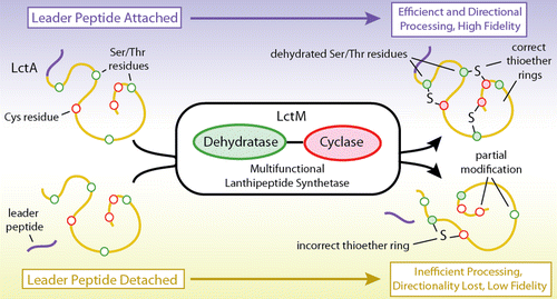 Leader Peptide Establishes Dehydration Order, Promotes Efficiency, and ...
