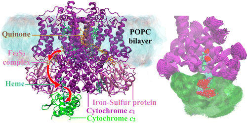 单个电子传递蛋白 Cytochromec2 的结合位点识别和对接动力学,Journal of the American Chemical ...