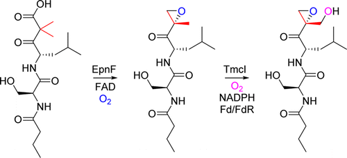 A Flavin-Dependent Decarboxylase–Dehydrogenase–Monooxygenase Assembles ...