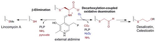 依赖 PLP 的半胱氨酰加工的差异导致林可酰胺抗生素的多样化 S-功能化,Journal of the American Chemical ...