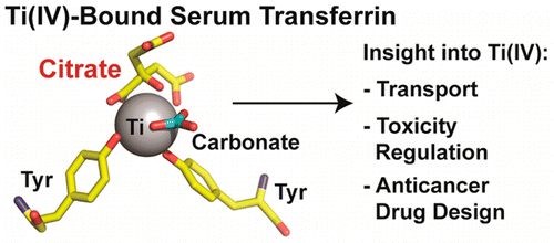 Unusual Synergism of Transferrin and Citrate in the Regulation of Ti(IV ...