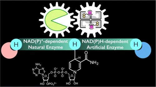 用于多酶级联反应的 NAD(P)H 依赖性人工转移氢化酶,Journal of the American Chemical Society - X-MOL
