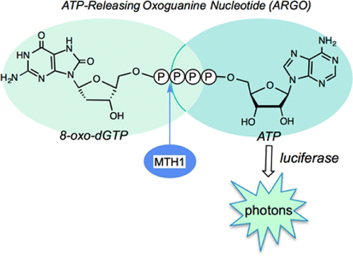 A Chimeric ATP-Linked Nucleotide Enables Luminescence Signaling of ...