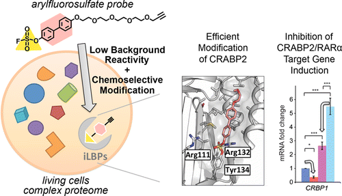 Arylfluorosulfates Inactivate Intracellular Lipid Binding Protein(s ...