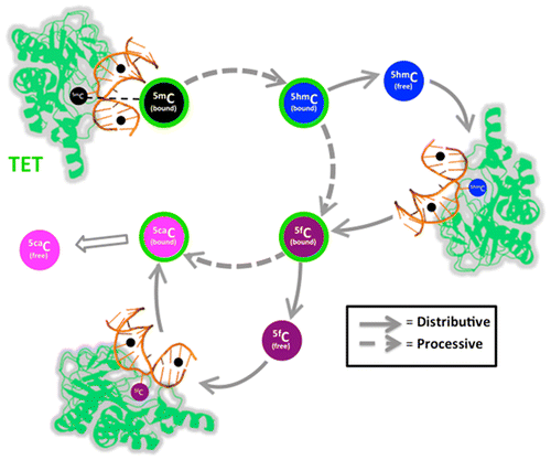 Distributive Processing by the Iron(II)/α-Ketoglutarate-Dependent ...