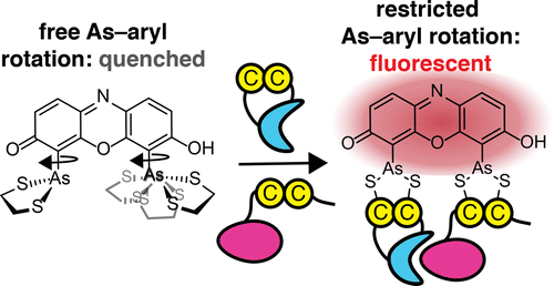双砷 ReAsH 的旋转异构体限制的荧光性,Journal of the American Chemical Society - X-MOL