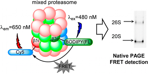 Proteasome Subunit Selective Activity-Based Probes Report on Proteasome ...