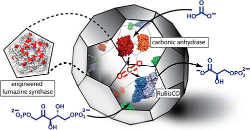 自下而上构建原始羧基体模拟物,Journal of the American Chemical Society - X-MOL