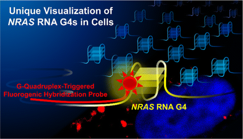 Visualization ofNRASRNA G-Quadruplex Structures in Cells with an Engineered Fluorogenic ...