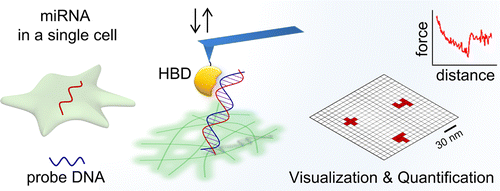 使用原子力显微镜对单细胞中的 MicroRNA 进行可视化和定量,Journal of the American Chemical ...