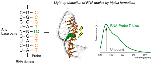 Triplex-Forming Peptide Nucleic Acid Probe Having Thiazole Orange as a ...