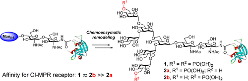 含 6-磷酸甘露糖 (M6P) 的糖蛋白配体的化学酶合成和受体结合揭示了 M6P 受体识别的异常结构要求,Journal of the ...