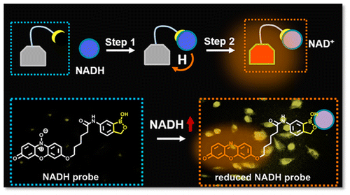 Boronic Acid: A Bio-Inspired Strategy To Increase the Sensitivity and ...