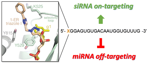 siRNA 脱靶效应的结构引导控制,Journal of the American Chemical Society - X-MOL