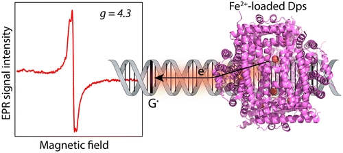 Dps 的 DNA 介导氧化的表征，一种细菌铁蛋白,Journal of the American Chemical Society - X-MOL