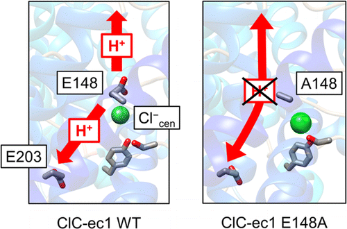 The Origin of Coupled Chloride and Proton Transport in a Cl–/H+ ...