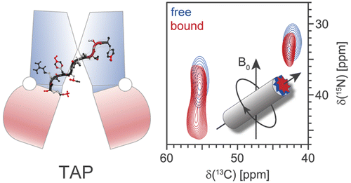 Antigenic Peptide Recognition on the Human ABC Transporter TAP Resolved ...