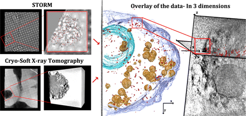 Development of Correlative Cryo-soft X-ray Tomography and Stochastic Reconstruction Microscopy ...