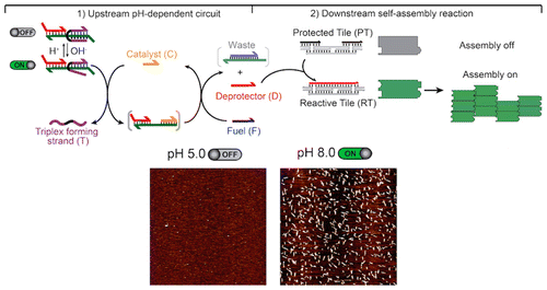 pH-Controlled Assembly of DNA Tiles,Journal of the American Chemical ...