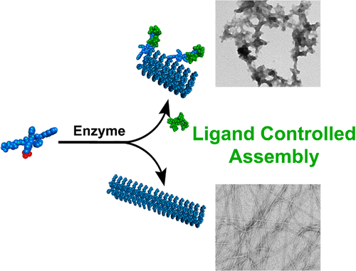 Ligand–Receptor Interaction Modulates the Energy Landscape of Enzyme ...