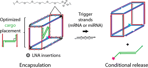 用于封装和条件释放 siRNA 的优化 DNA“纳米手提箱”,Journal of the American Chemical Society - X-MOL