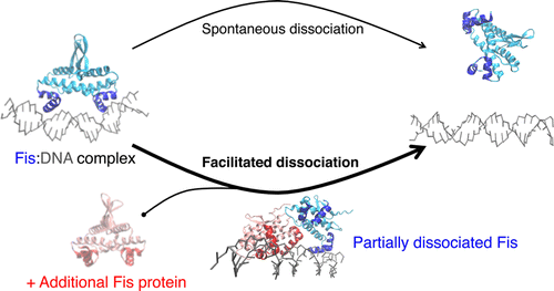 促进 Fis 蛋白从 DNA 解离的分子机制,Journal of the American Chemical Society - X-MOL