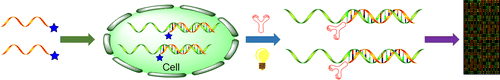 Photoclickable MicroRNA for the Intracellular Target Identification of ...