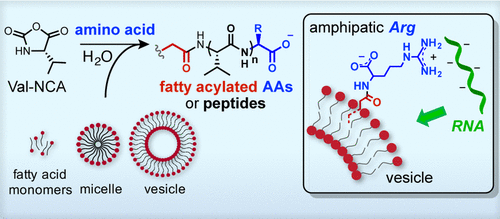 N-Carboxyanhydride-Mediated Fatty Acylation of Amino Acids and Peptides ...