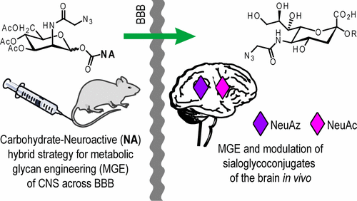 Carbohydrate–Neuroactive Hybrid Strategy for Metabolic Glycan ...