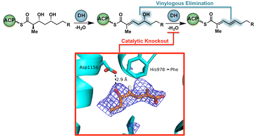 Curacin生物合成中聚酮脱水酶结构域的乙烯基脱水,Journal of the American Chemical Society - X-MOL