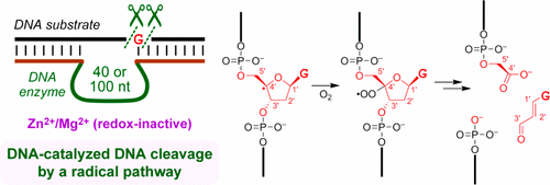 DNA 催化的 DNA 裂解通过具有明确定义的产品的自由基途径,Journal of the American Chemical ...