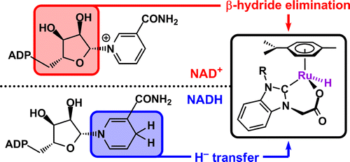 NAD+ as a Hydride Donor and Reductant,Journal of the American Chemical Society - X-MOL
