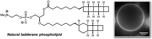 Chemical Synthesis and Self-Assembly of a Ladderane Phospholipid ...