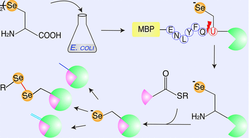 Utilizing Selenocysteine for Expressed Protein Ligation and ...