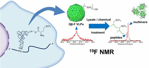 通过 19F-NMR 监测病毒样颗粒的分解,Journal of the American Chemical Society - X-MOL