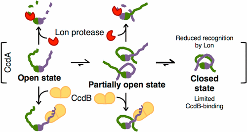 CcdA 抗毒素蛋白紊乱区域内的隐藏状态,Journal of the American Chemical Society - X-MOL