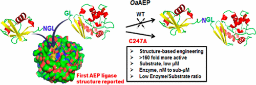 Engineering a Catalytically Efficient Recombinant Protein Ligase ...