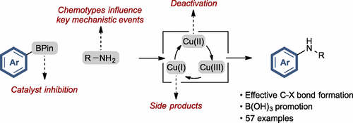 Spectroscopic Studies of the Chan–Lam Amination: A Mechanism-Inspired ...