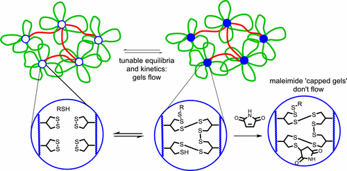 1,2-Dithiolane-Derived Dynamic, Covalent Materials: Cooperative Self ...