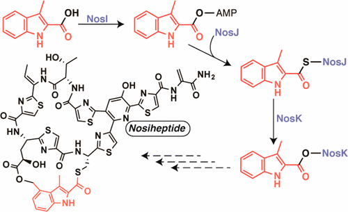 Rerouting the Pathway for the Biosynthesis of the Side Ring System of ...