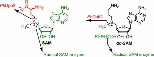 通过非常规自由基 S-腺苷甲硫氨酸酶在二苯甲胺生物合成中进行底物依赖性切割位点选择,Journal of the American ...