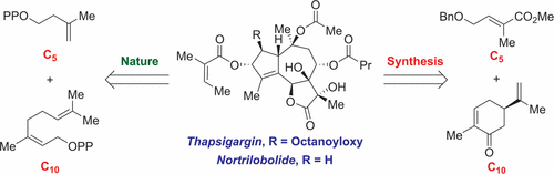A Concise, Efficient and Scalable Total Synthesis of Thapsigargin and ...