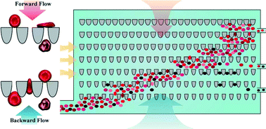 Deformability based sorting of red blood cells improves diagnostic ...
