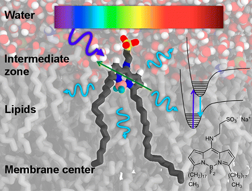 脂质膜的蓝光BODIPY探针,Langmuir - X-MOL
