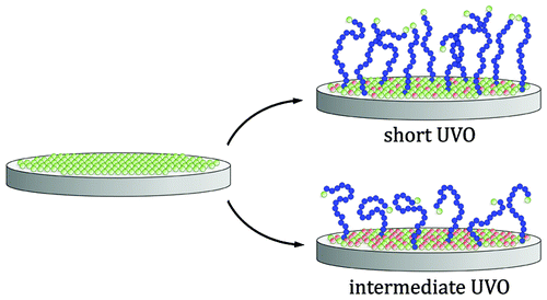 Ultraviolet/Ozone as a Tool To Control Grafting Density in Surface ...