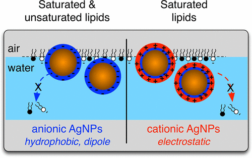 Anionic and Cationic Silver Nanoparticle Binding Restructures Net ...