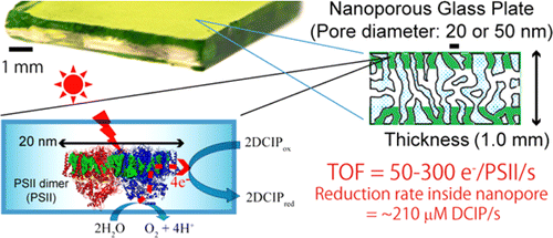 Oxygen-Evolving Porous Glass Plates Containing the Photosynthetic ...